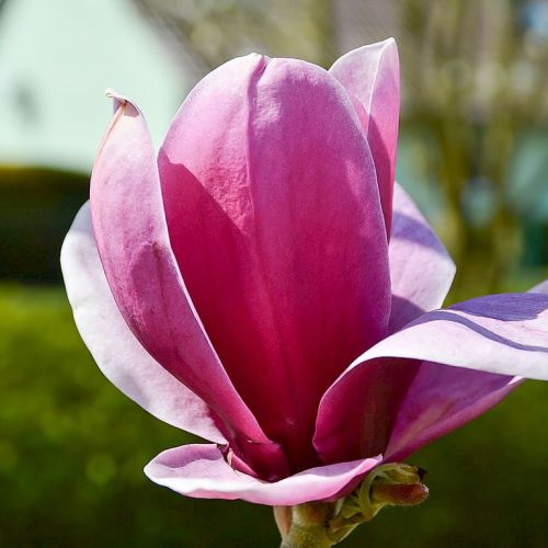 Magnolie