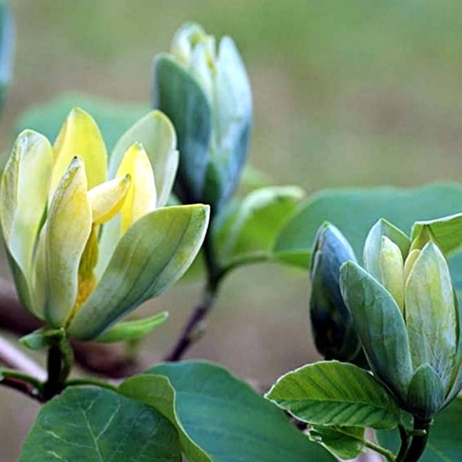 Magnolia BLUE OPAL Internetowy sklep ogrodniczy Podkarpackie Sady