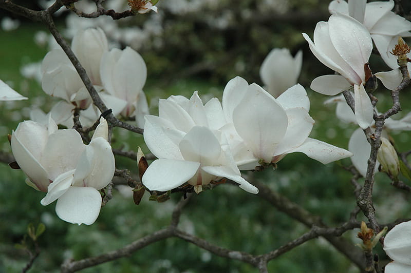 Magnolia ALBA SUPERBA wpojemniku 50 cm Internetowy sklep ogrodniczy ...