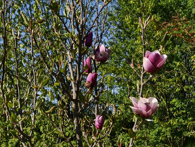 Magnolia SWEET MERLOT Internetowy sklep ogrodniczy Podkarpackie Sady