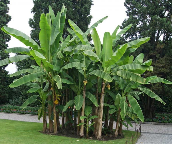 Bananowiec Musa Basjoo Internetowy sklep ogrodniczy Podkarpackie Sady