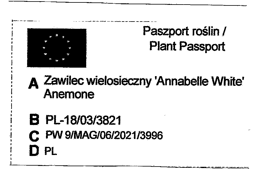 Zawilec ANABELLE WHITE Internetowy sklep ogrodniczy Podkarpackie Sady