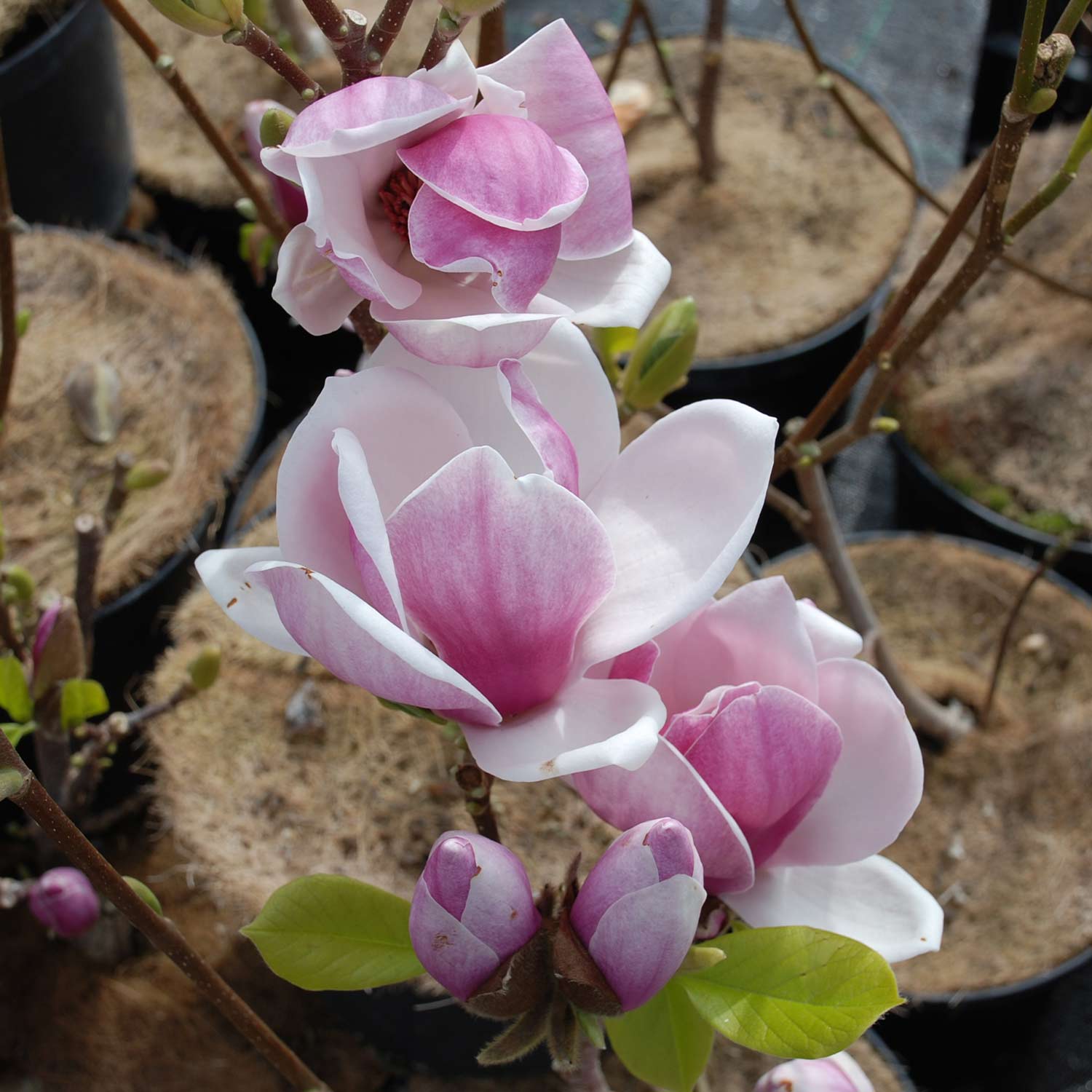 Magnolia SATISFACTION Internetowy sklep ogrodniczy Podkarpackie Sady